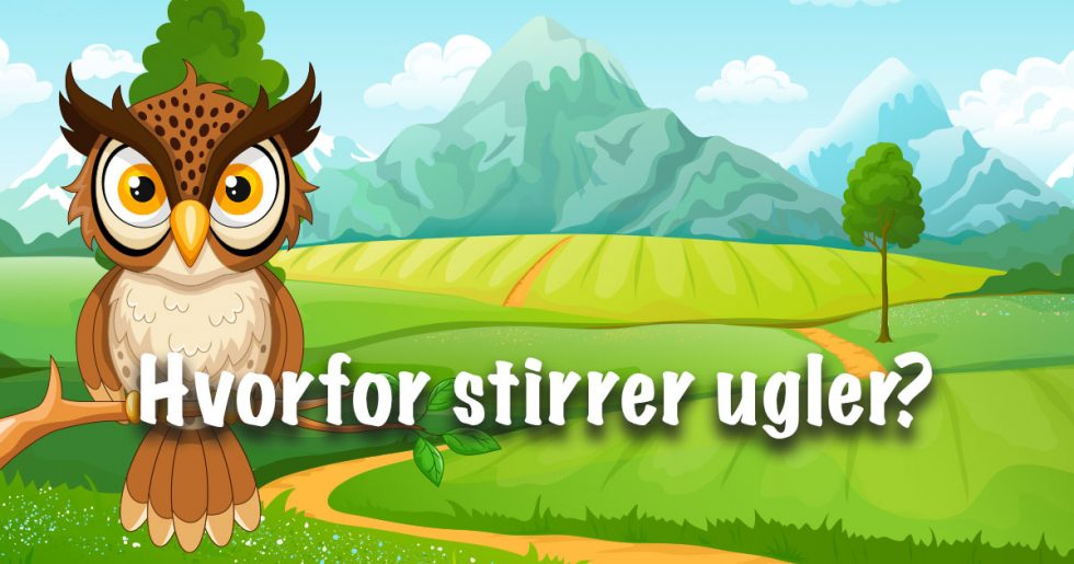 Historie: Hvorfor stirrer ugler?